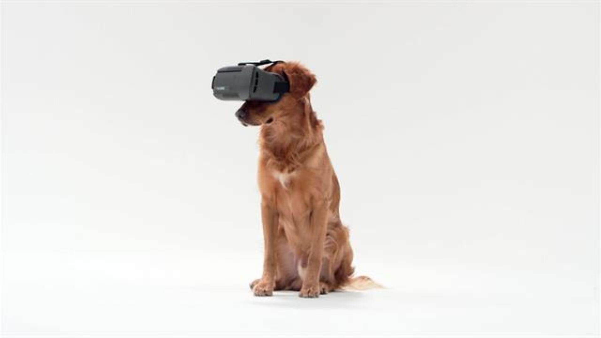 Applied Art 'Embarks' On New Venture: VR for Dogs - Applied Art ...
